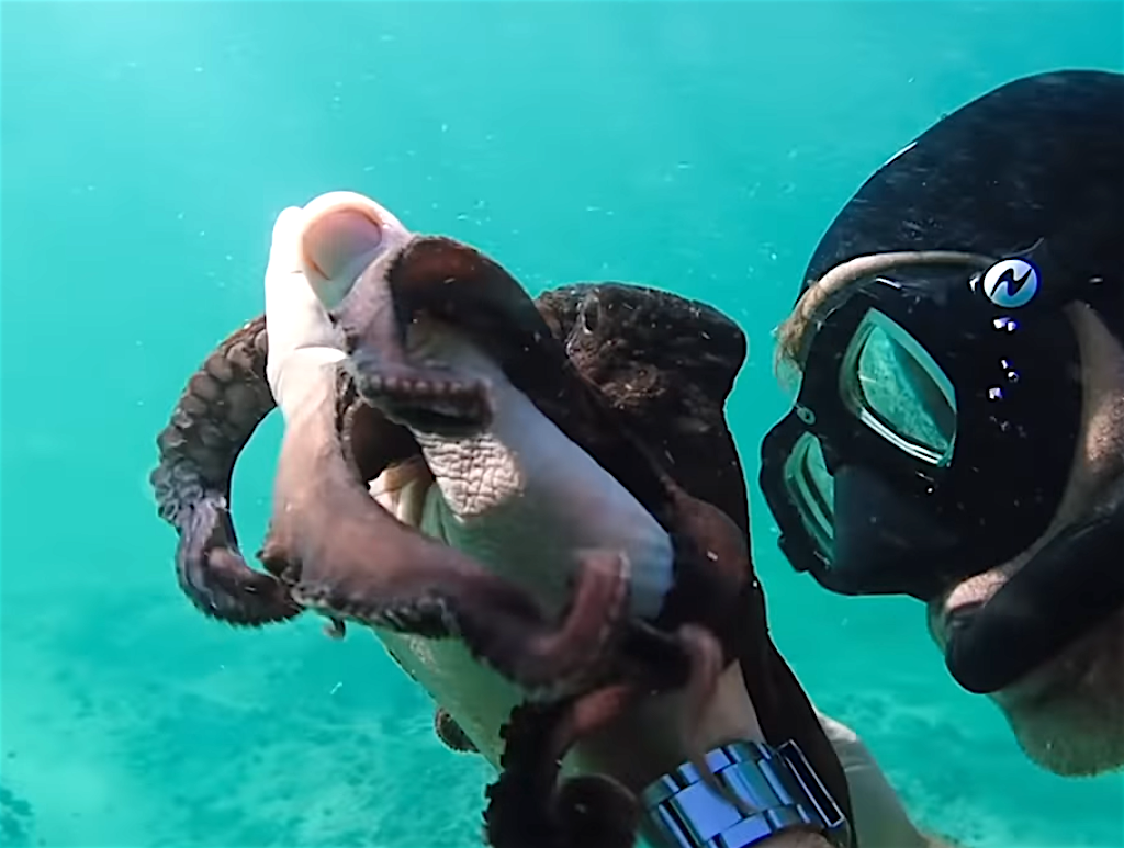 Our Octopus Teacher – Artfully Learning